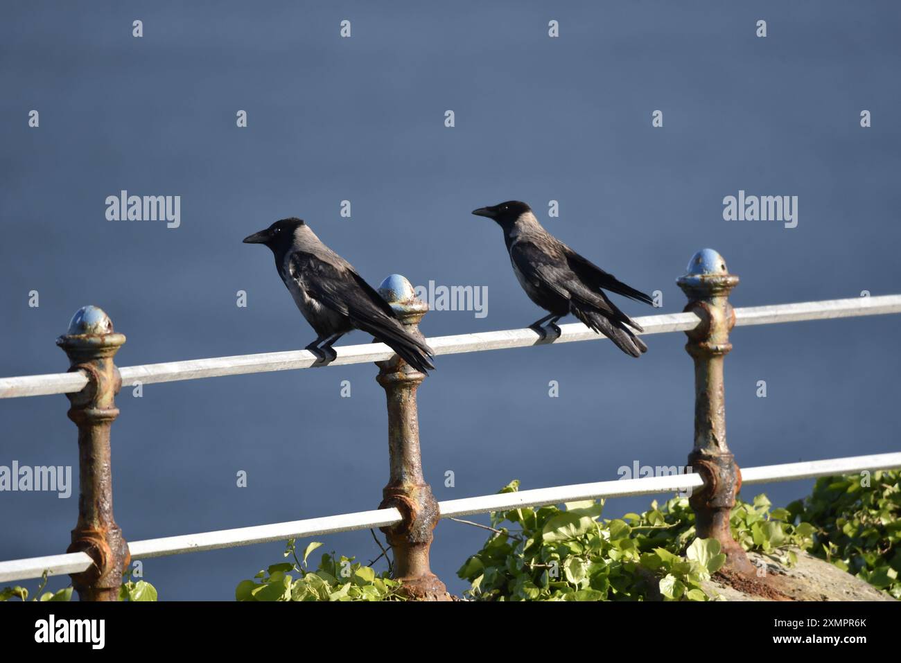 A Pair of Hooded Crows (Corvus cornix) Standing Left Side On Facing the ...