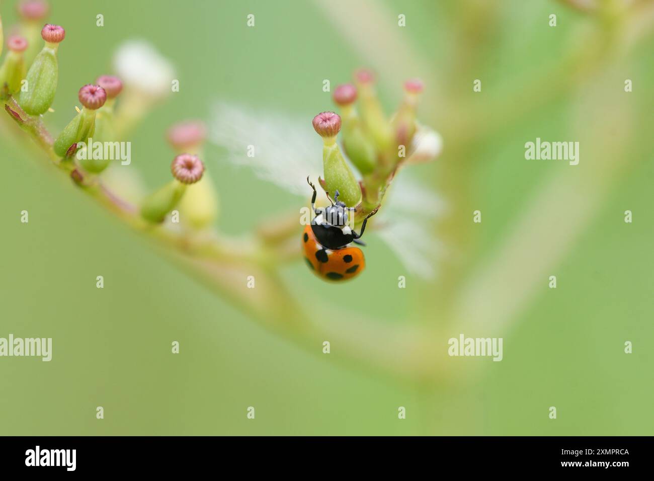 Centhranthus hi-res stock photography and images - Alamy