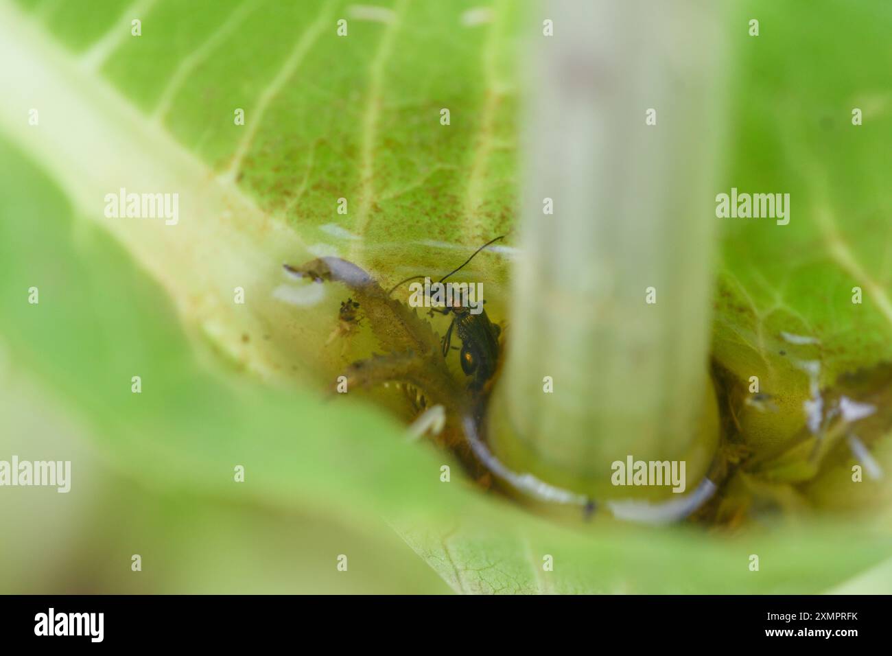 Close-up of the leaves of the Dipsacus sylvestris plant with dead ...