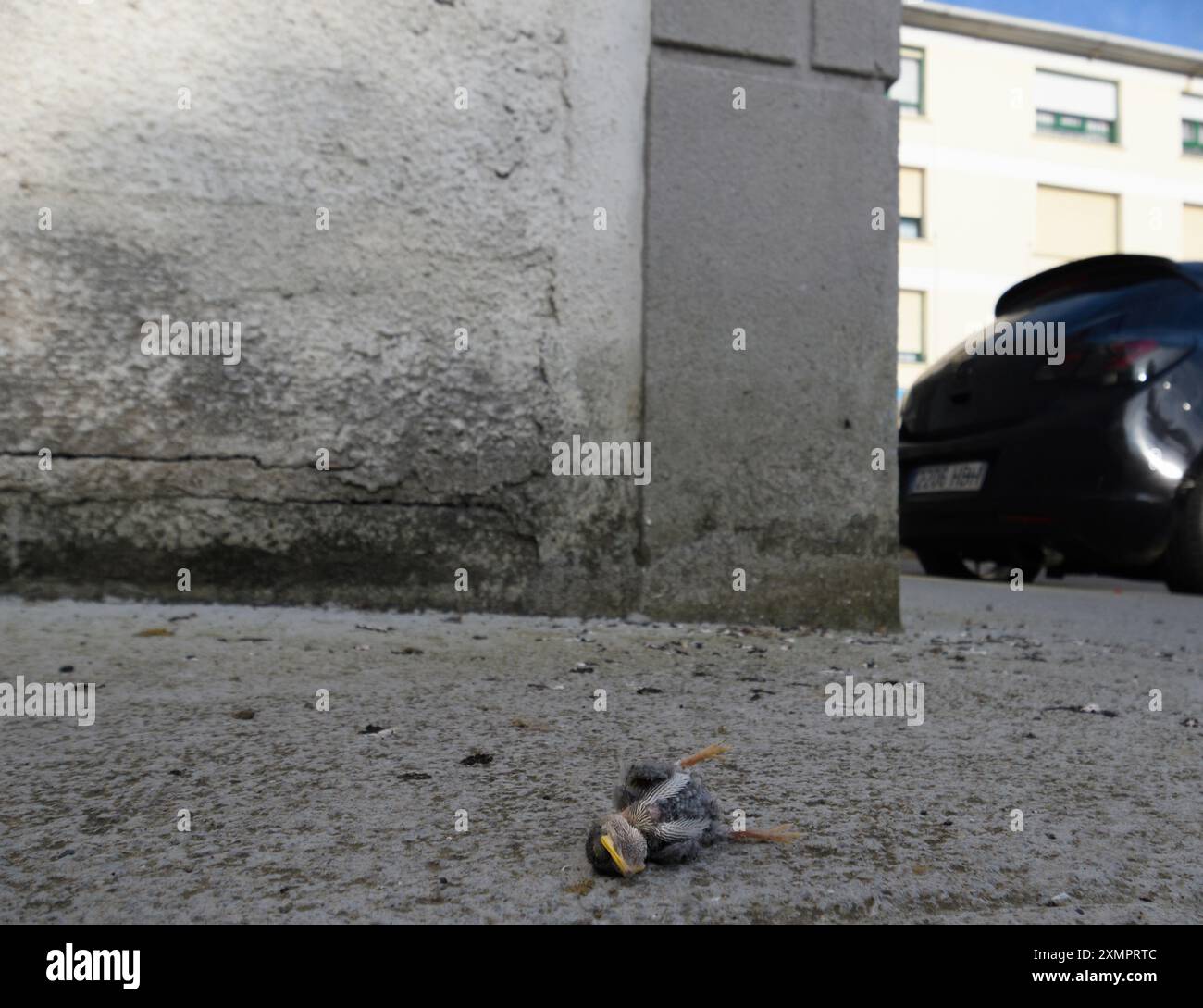 Common swift chick dies after falling from nest Stock Photo - Alamy