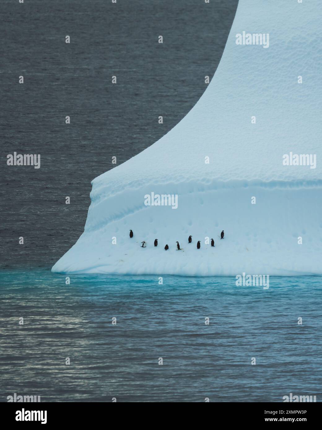 Penguins Ride Floating Iceberg Antarctica View From Cruise Ship ...