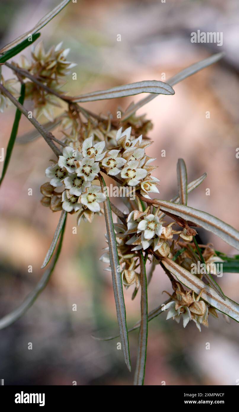 Closeup of flowers of the Australian native Rusty Velvet Bush ...