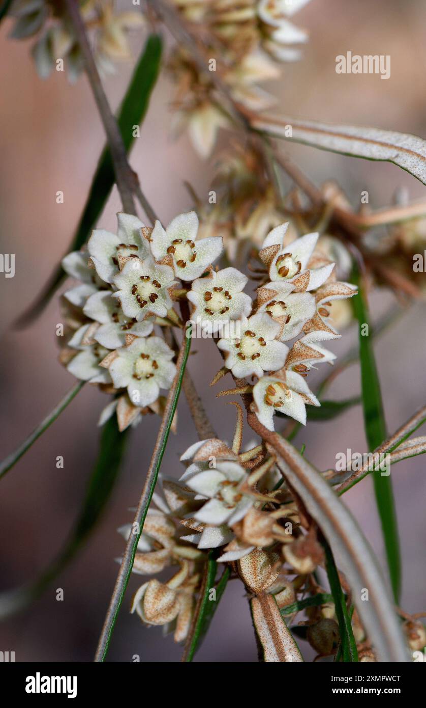 Closeup of flowers of the Australian native Rusty Velvet Bush ...