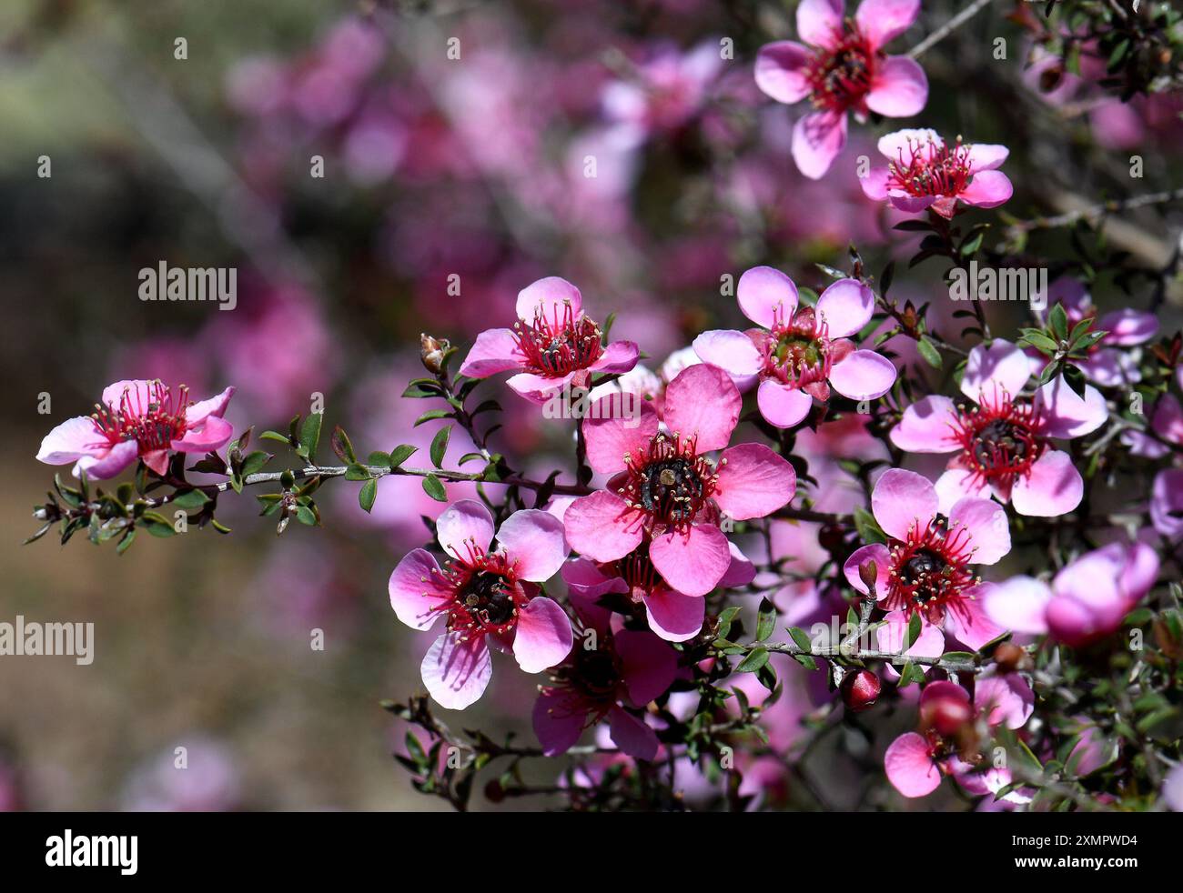 Leptospermum scoparium hi-res stock photography and images - Alamy