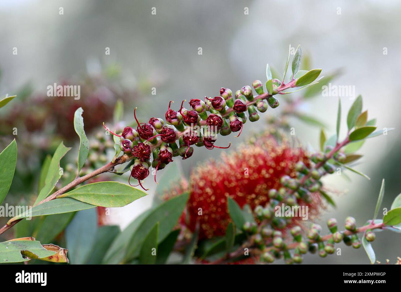 Closeup of unfurling buds of the deep red flower of Australian native ...