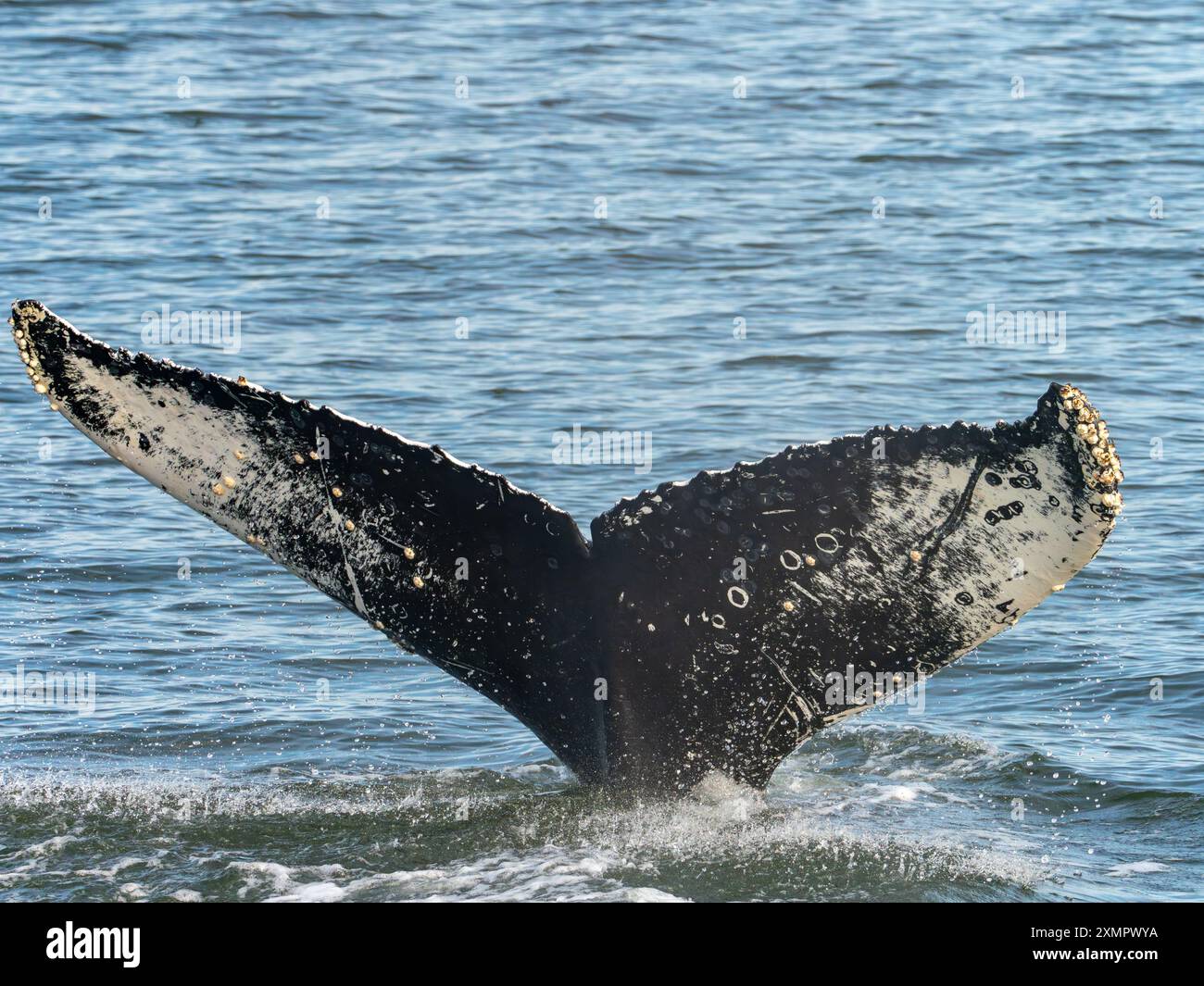 Intelligent whale hi-res stock photography and images - Alamy