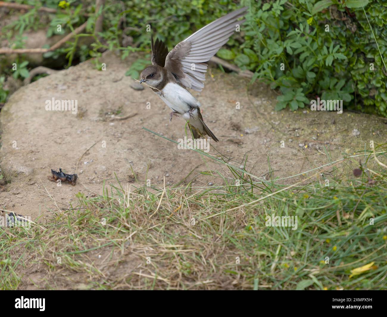 Sand martin, Riparia riparia, single bird in flight with nest material ...