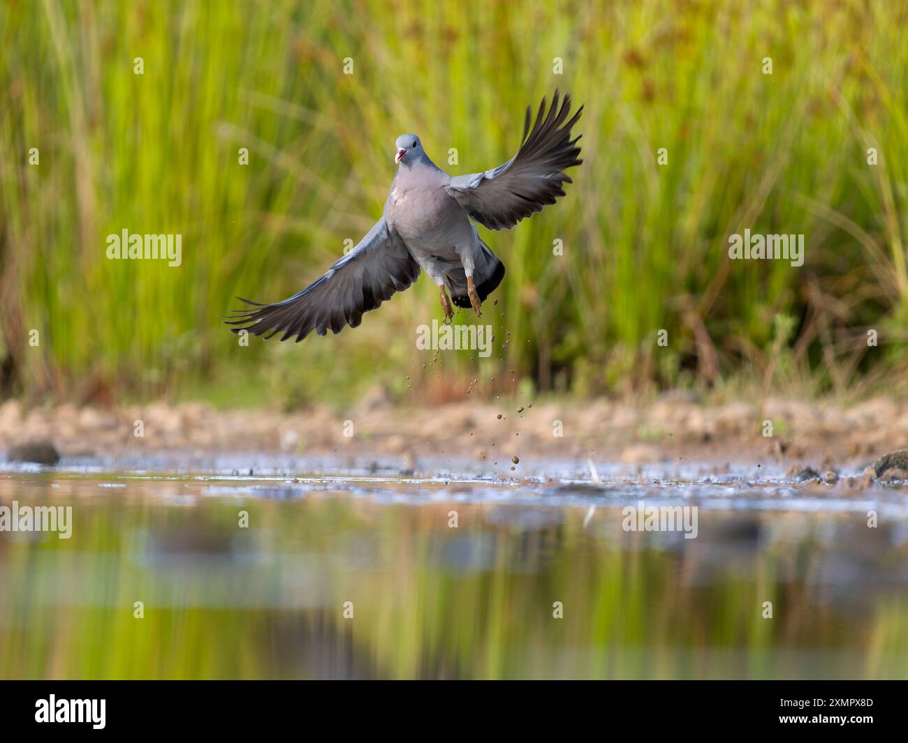Stock dove, Columba oenas, single bird in flight taking off from ...