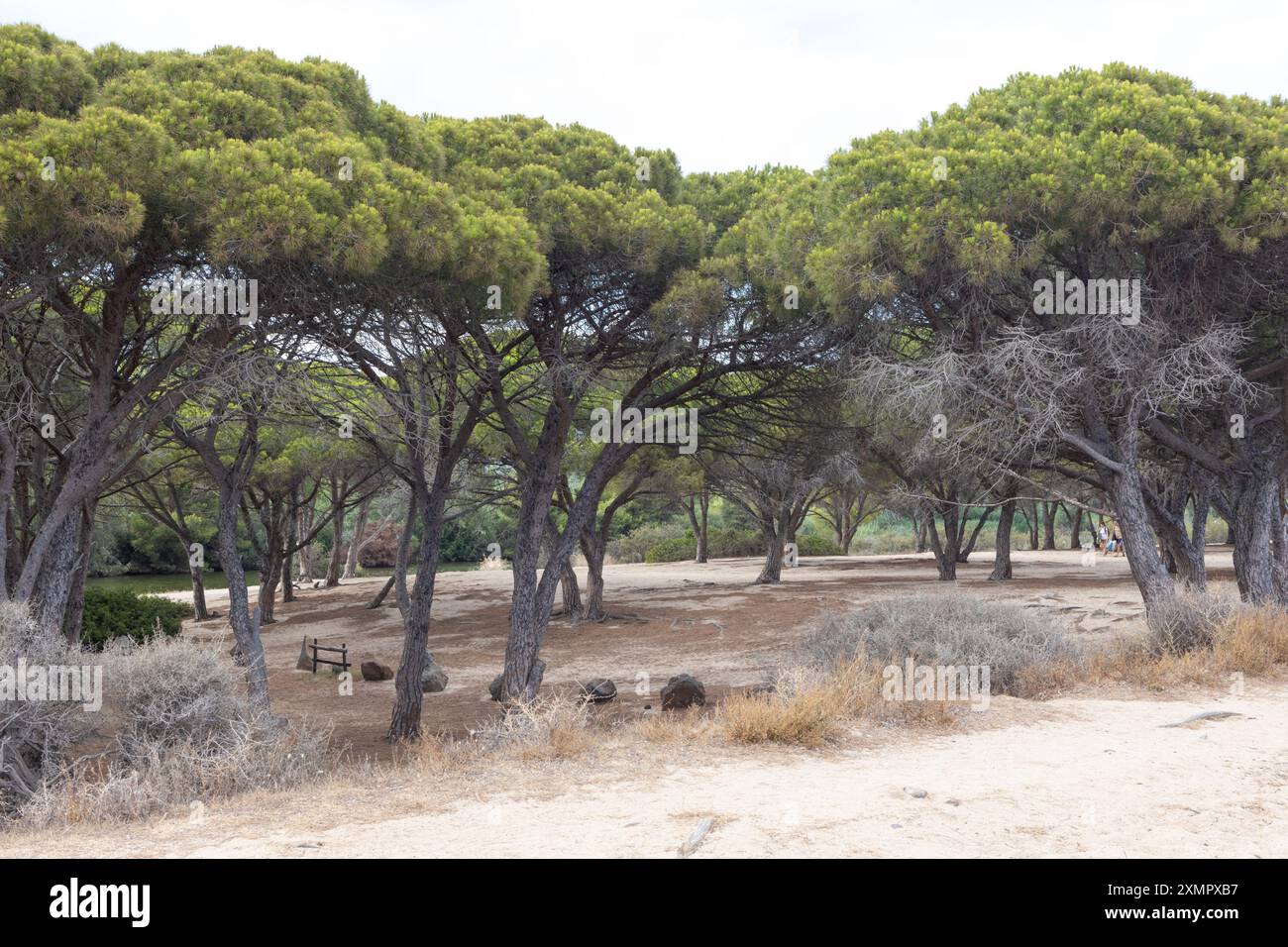 Sparse underbrush hi-res stock photography and images - Alamy