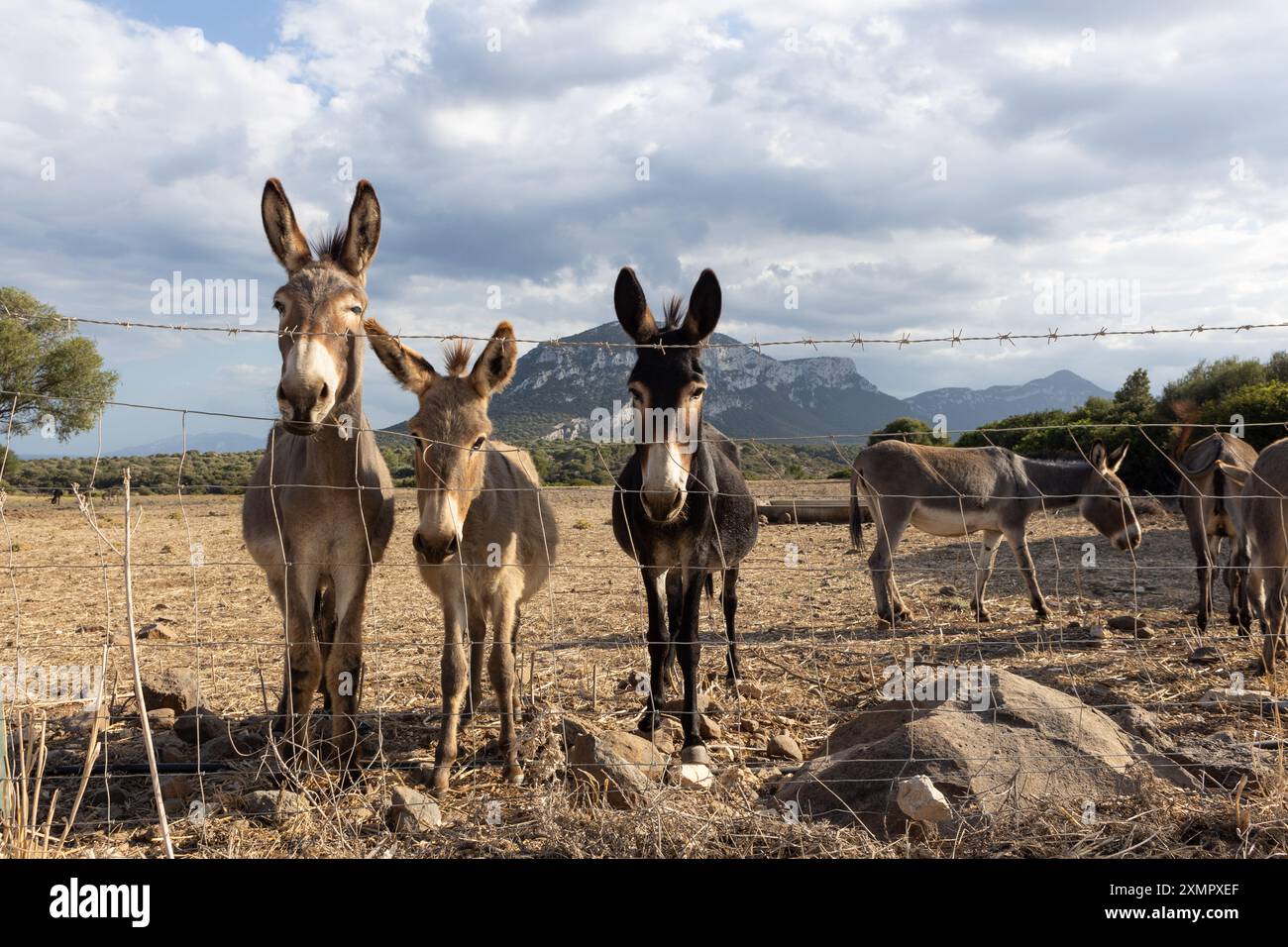 Life behind the wire hi-res stock photography and images - Alamy