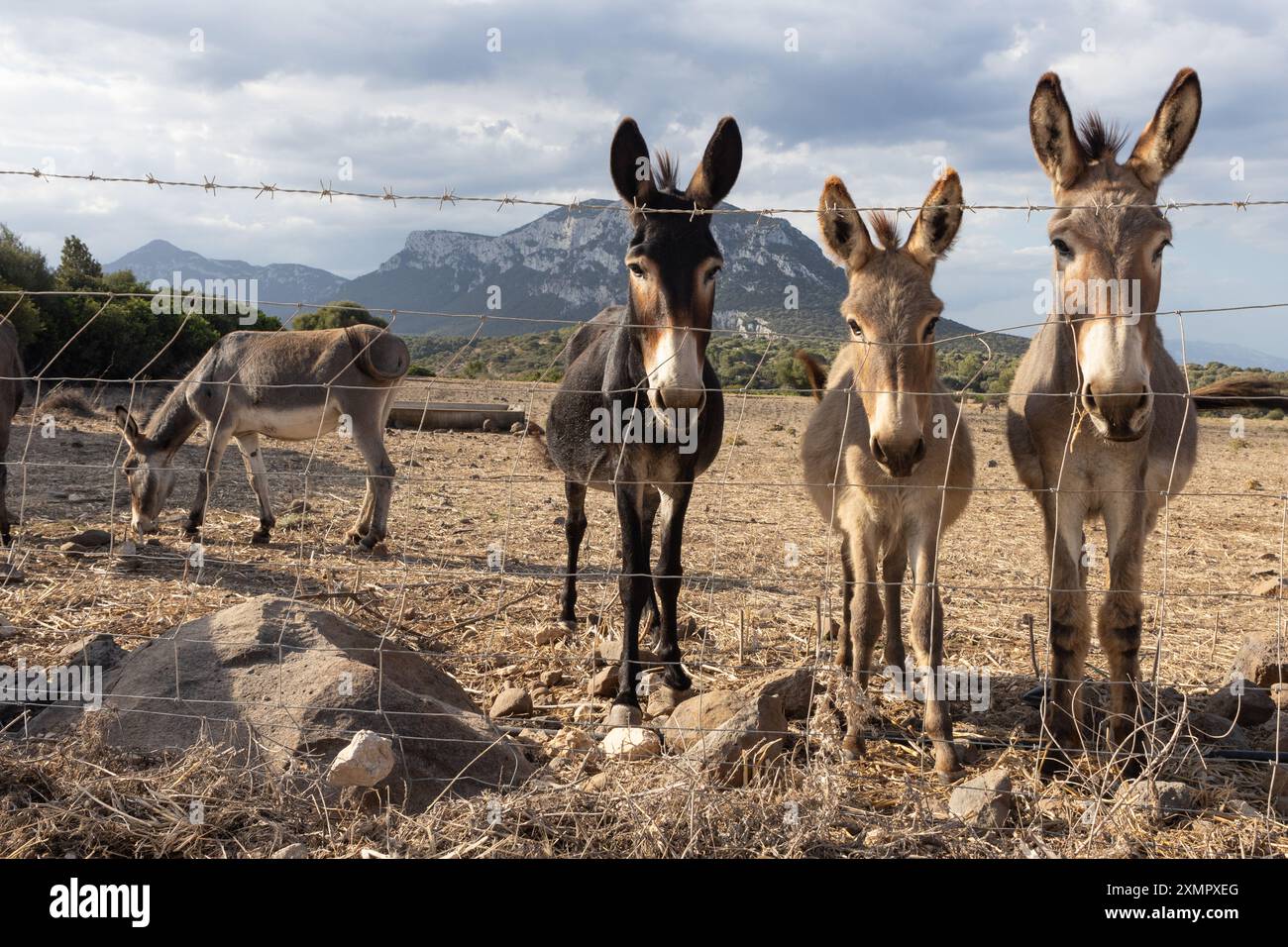 Donkeys at pasture hi-res stock photography and images - Alamy