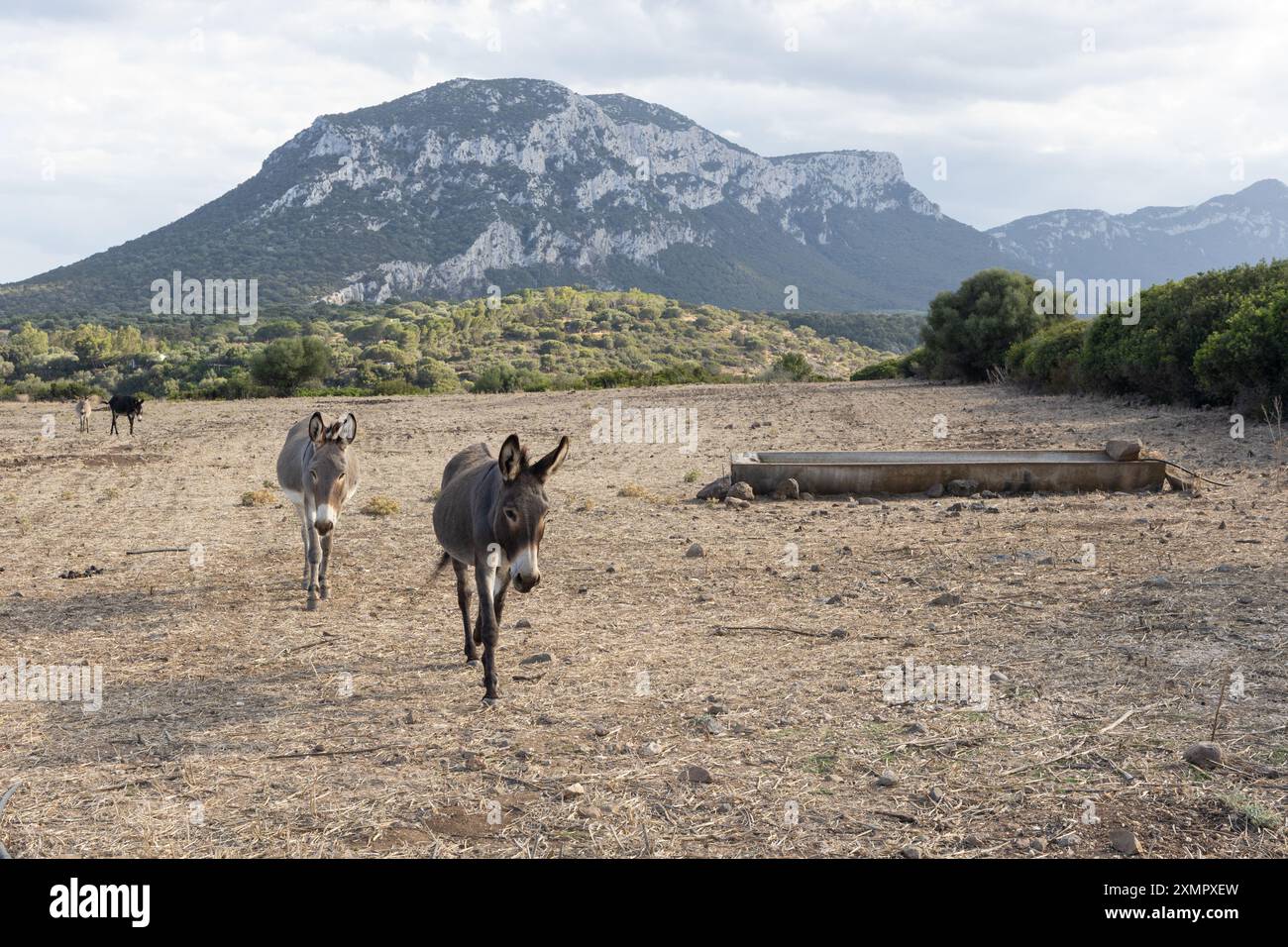 Donkeys natural habitat hi-res stock photography and images - Alamy