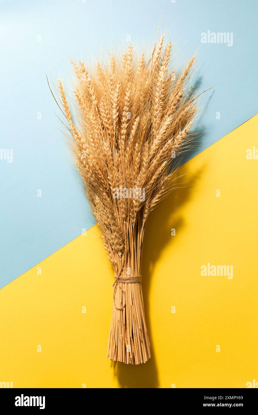 A sheaf of golden rye on a yellow-blue background. A symbol of the ...