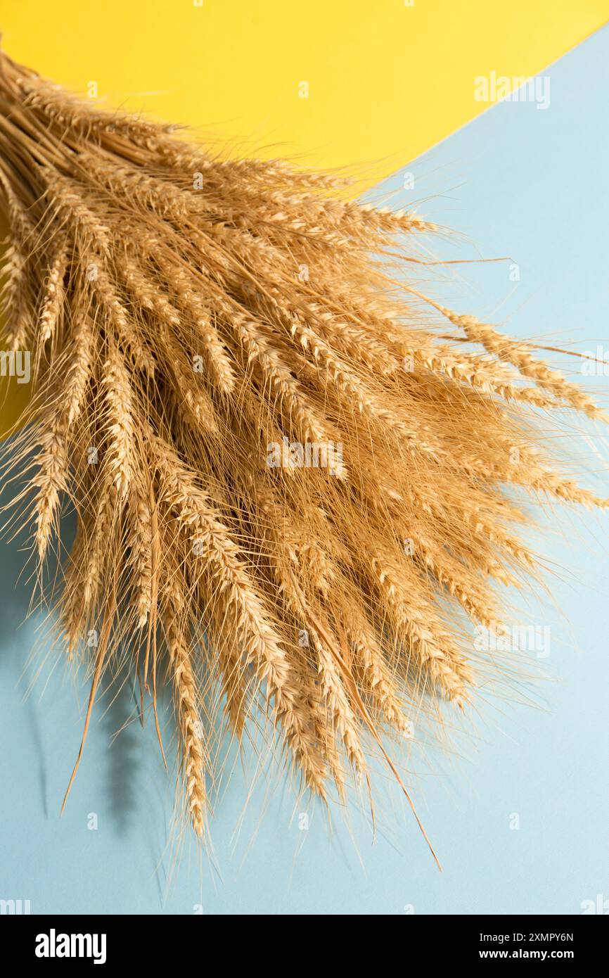 A sheaf of golden rye on a yellow-blue background. A symbol of the ...