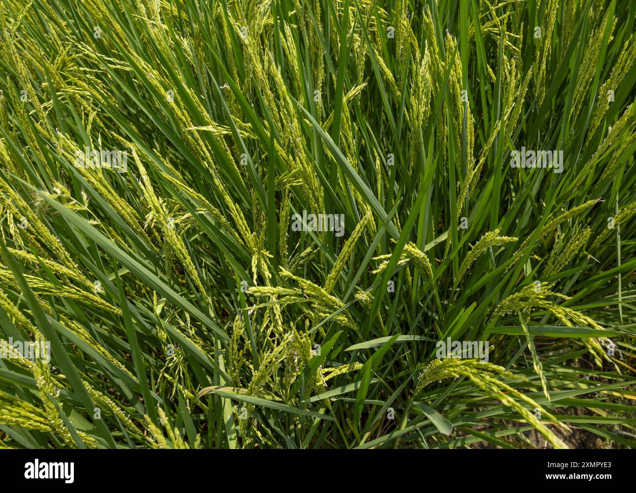 Rice paddy detail hi-res stock photography and images - Alamy
