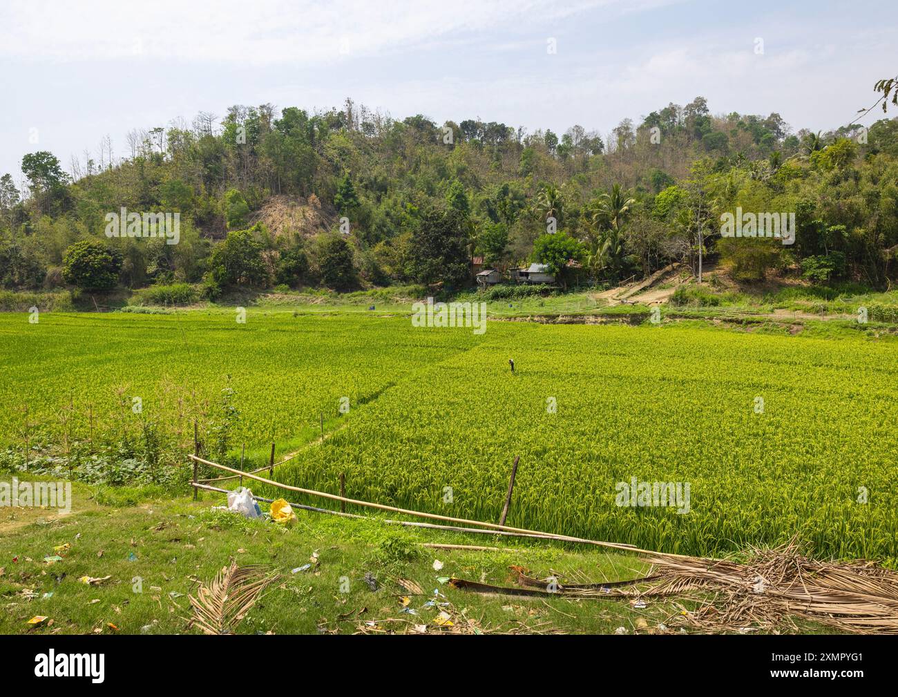 Rice paddy landscape, Chittagong Division, Rangamati Sadar, Bangladesh ...