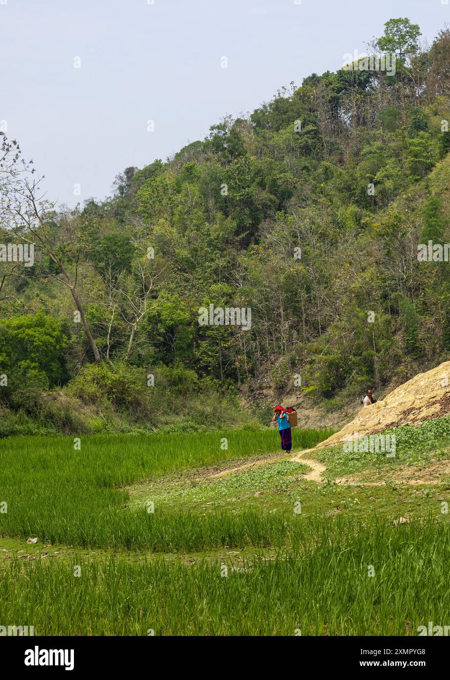 Chakma woman in a paddy field, Chittagong Division, Rangamati Sadar ...