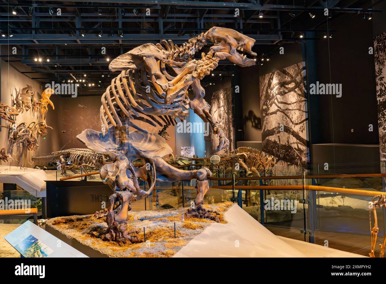 Giant sloth paramylodon harlani hi-res stock photography and images - Alamy