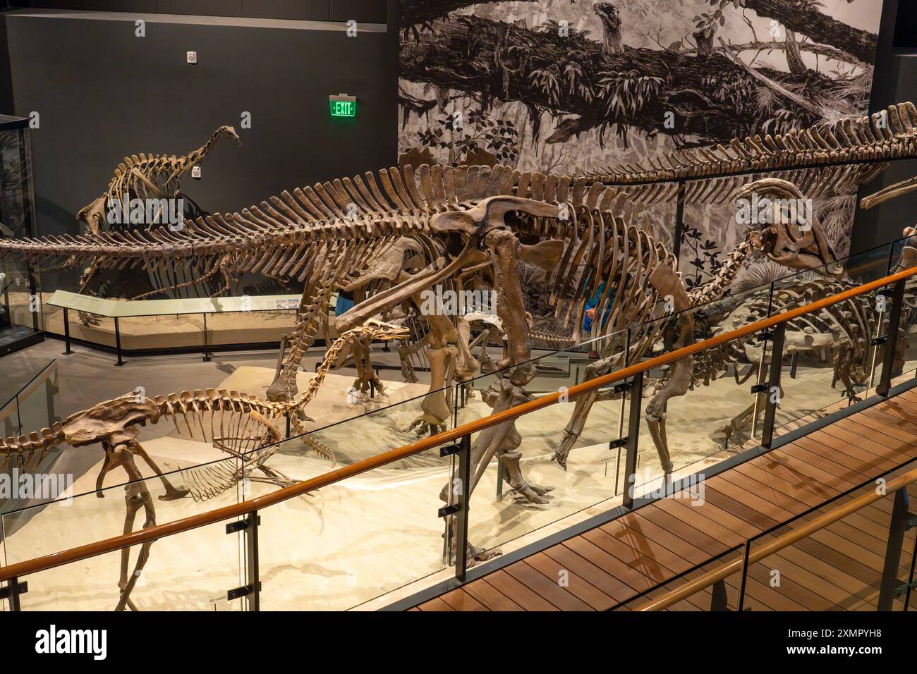 Parasaurolophus cyrtocristatus, a hadrosuarid "duck-billed" dinosaur ...