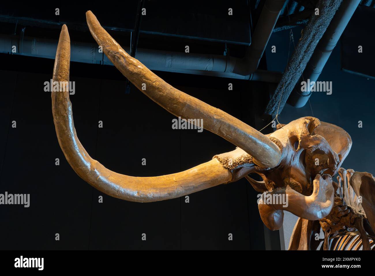 Skeleton cast of a Columbian Mammoth, Mammuthus columbi, in the Natural ...