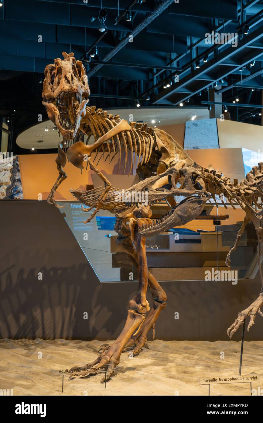 Teratophoneus curriei hi-res stock photography and images - Alamy