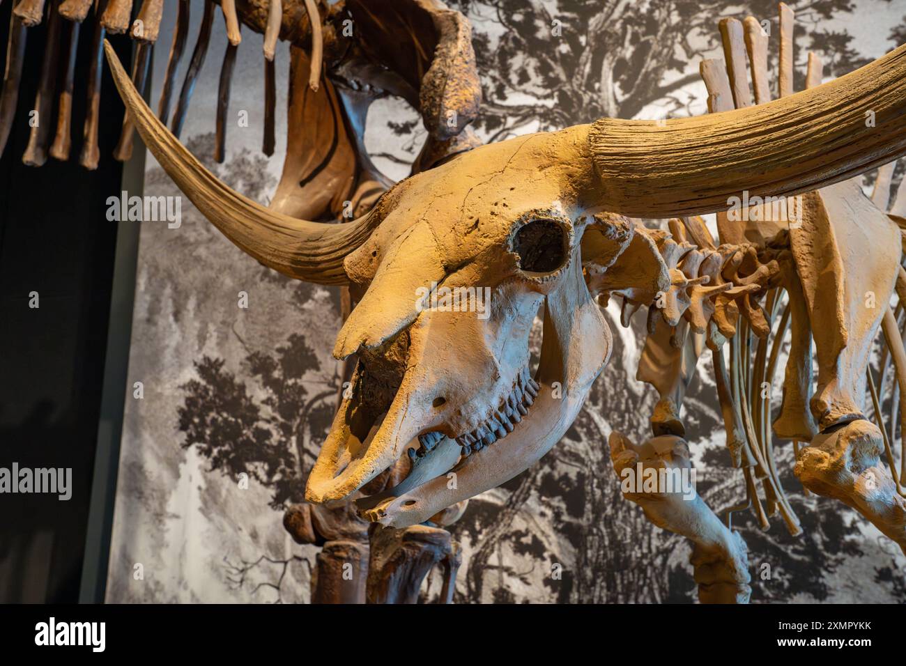 Giant bison bison latifrons hi-res stock photography and images - Alamy