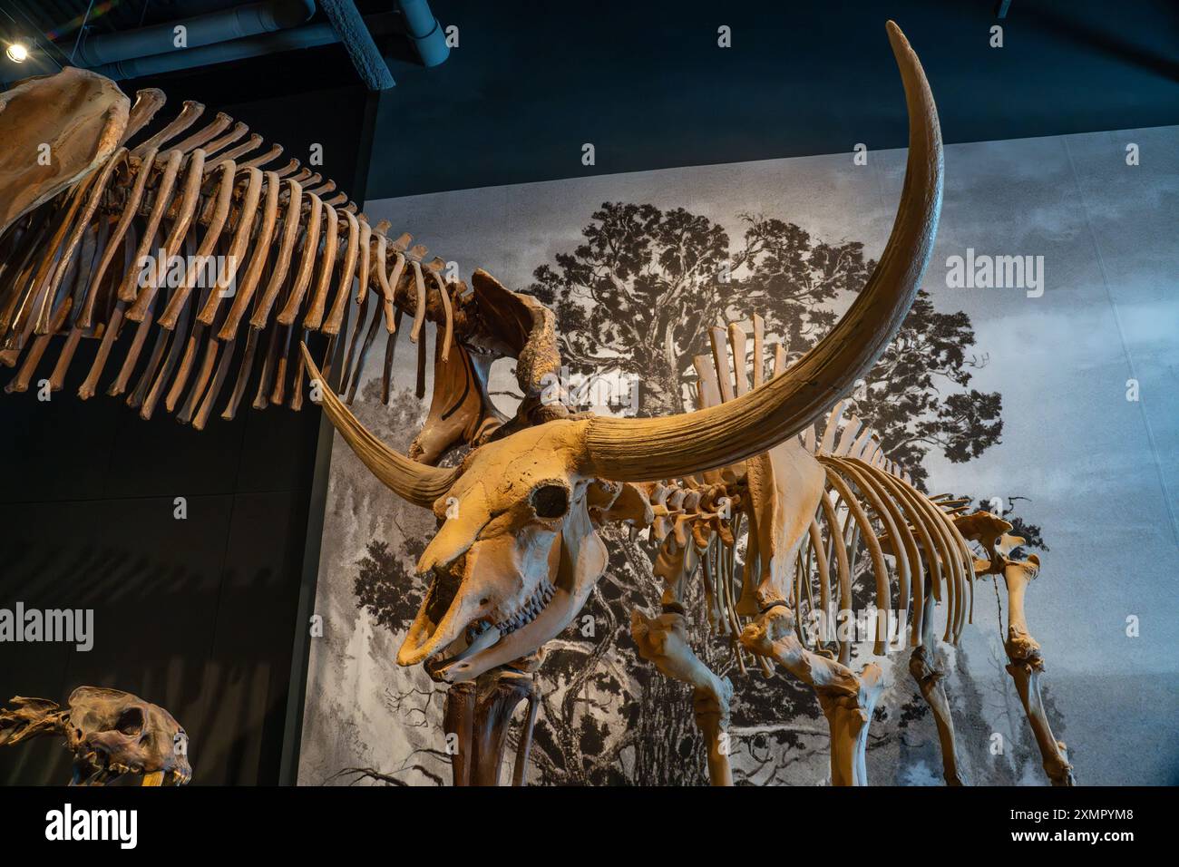 Giant bison bison latifrons hi-res stock photography and images - Alamy