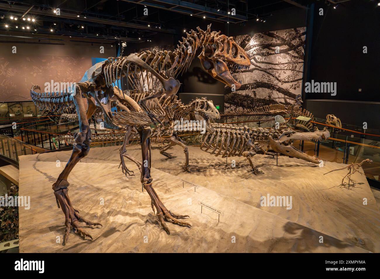 Skeleton casts of an adult & juvenile Teratophoneus curriei in the ...