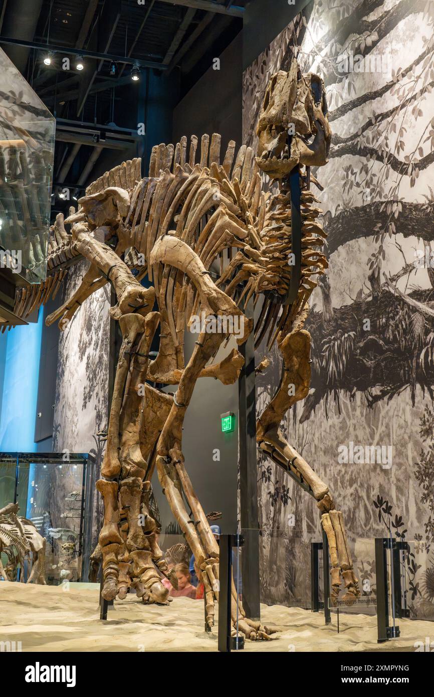 Gryposaurus monumentensis hi-res stock photography and images - Alamy