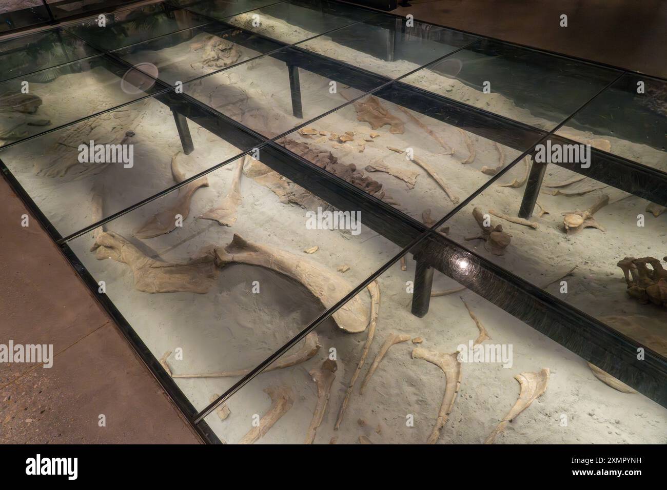 Bones of Gryposaurus monumentensis, a duckbilled dinosaur, under a ...