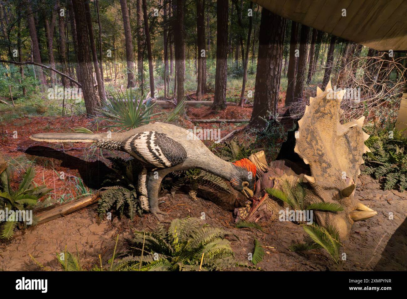 Diorama of animals in the Late Cretaceous Kaiparowits ecosystem in the ...