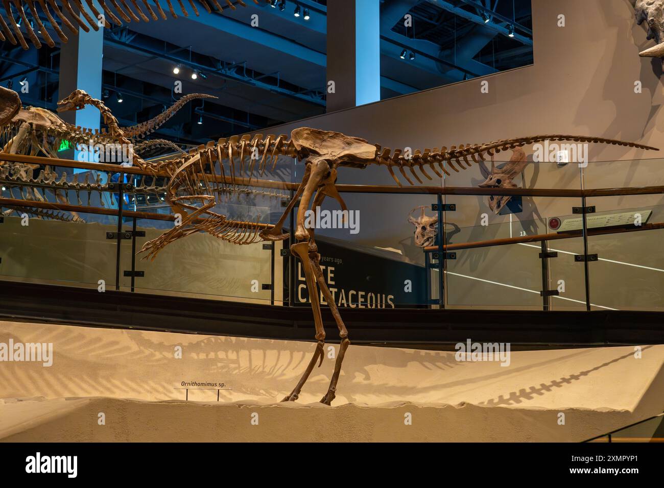 Skeleton cast of an ornithomid or ostrich-mimic dinosaur in the Natural ...