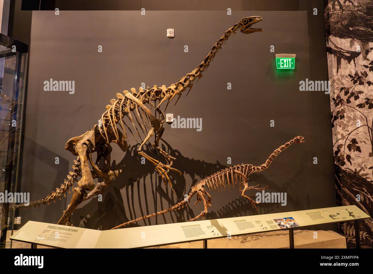 Skeleton casts of two Therizinosaurian dinosaurs in the Natural History ...