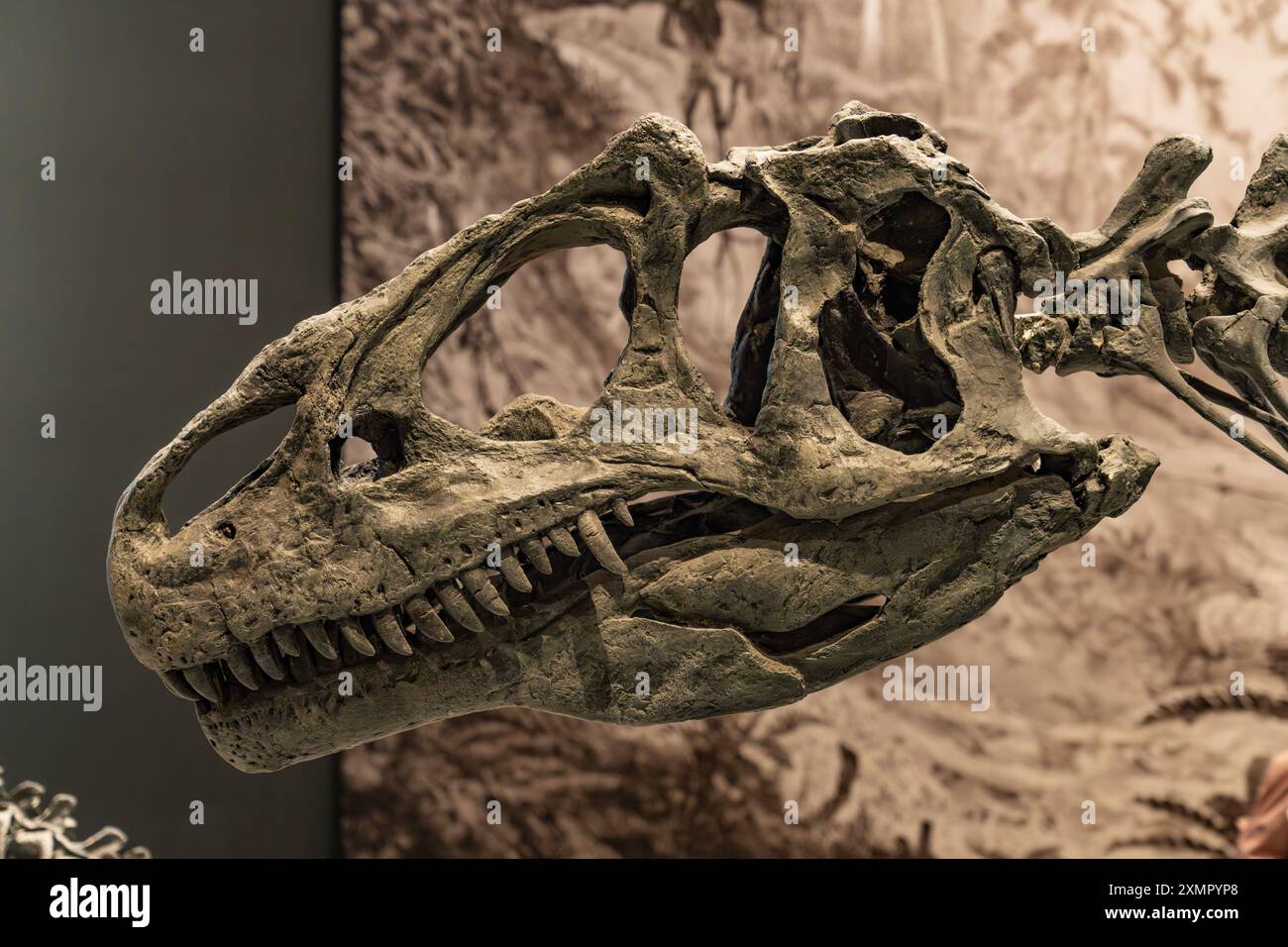 Skeleton cast of an adult Allosaurus fragilis in the Natural History ...