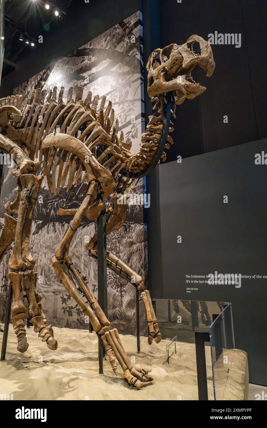 Gryposaurus monumentensis hi-res stock photography and images - Alamy