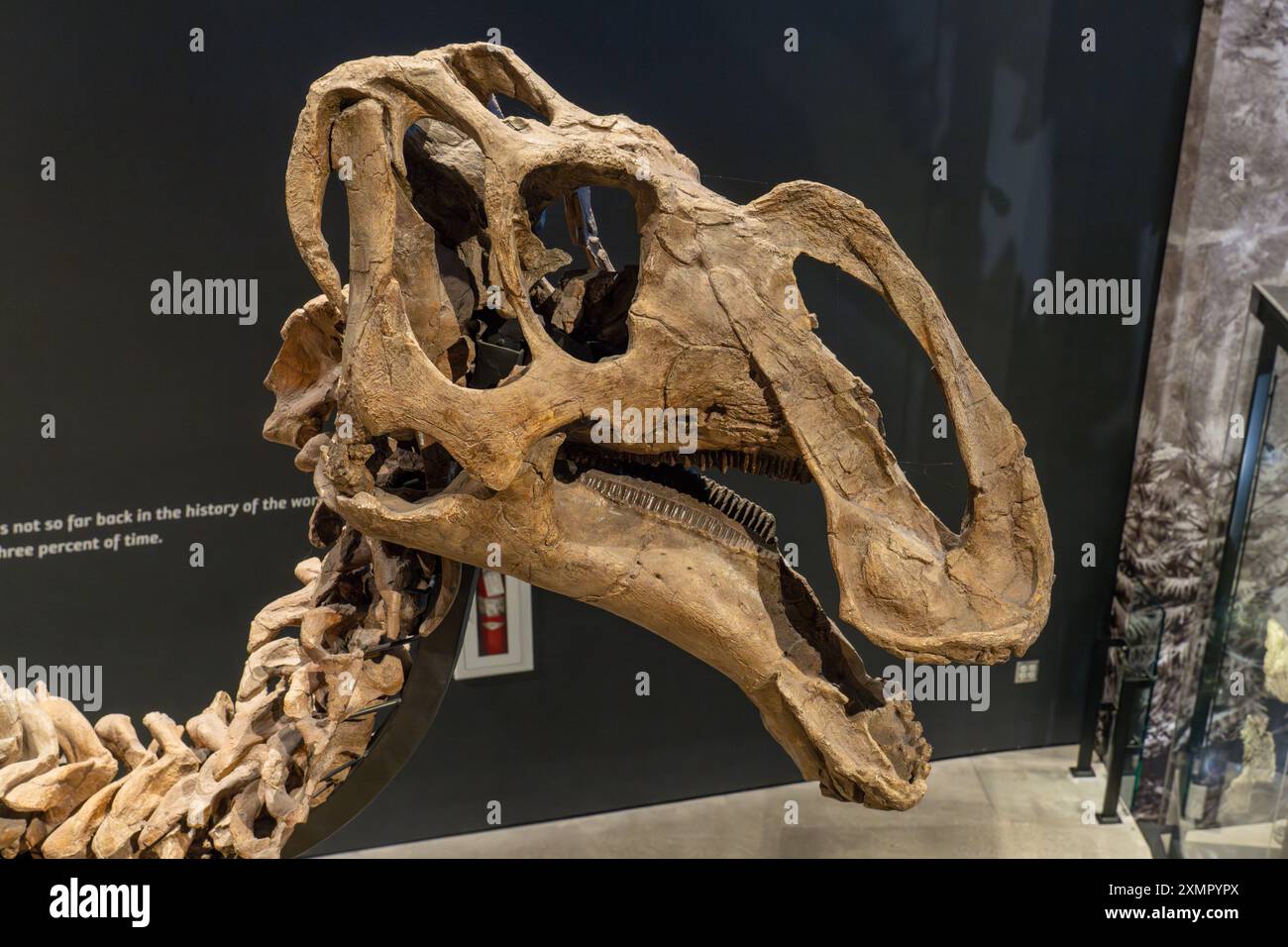 Skull detail of a skeleton cast of Gryposaurus monumentensis, a duckbilled dinosaur, in the ...
