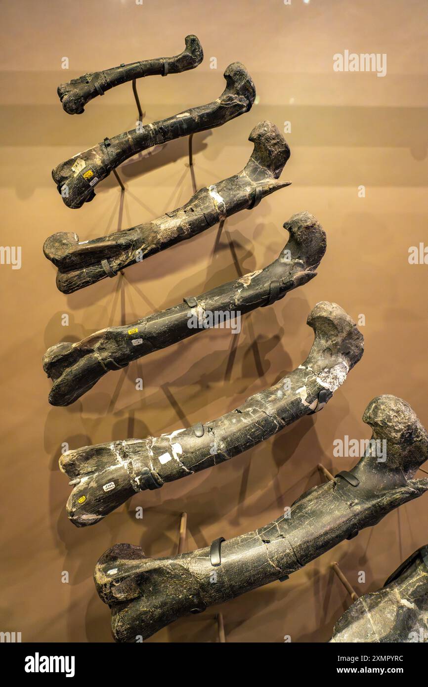 Femur bones of different-aged Allosaurus dinosaurs in the Natural ...