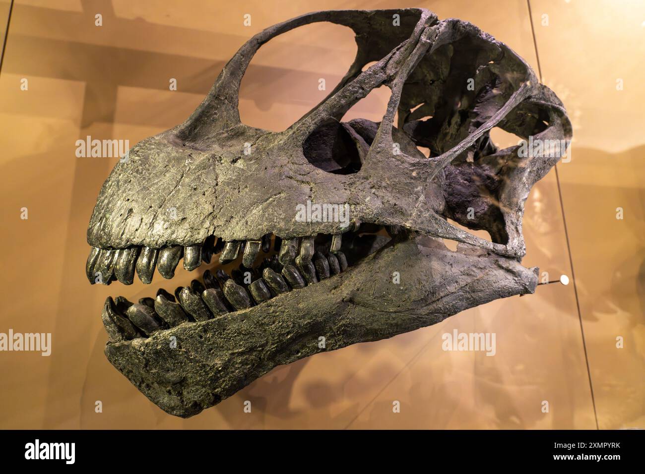 Skull cast of a sauropod dinosaur, Camarasaurus lentus, in the Natural ...