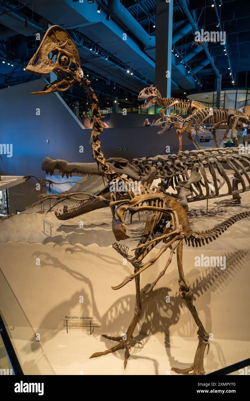 Skeleton cast of Hagryphus giganteus, an oviraptorosaur dinosaur, in ...