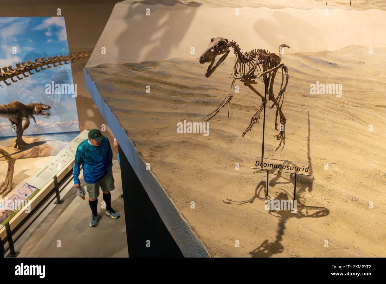 Dromaeosaurus genus hi-res stock photography and images - Alamy