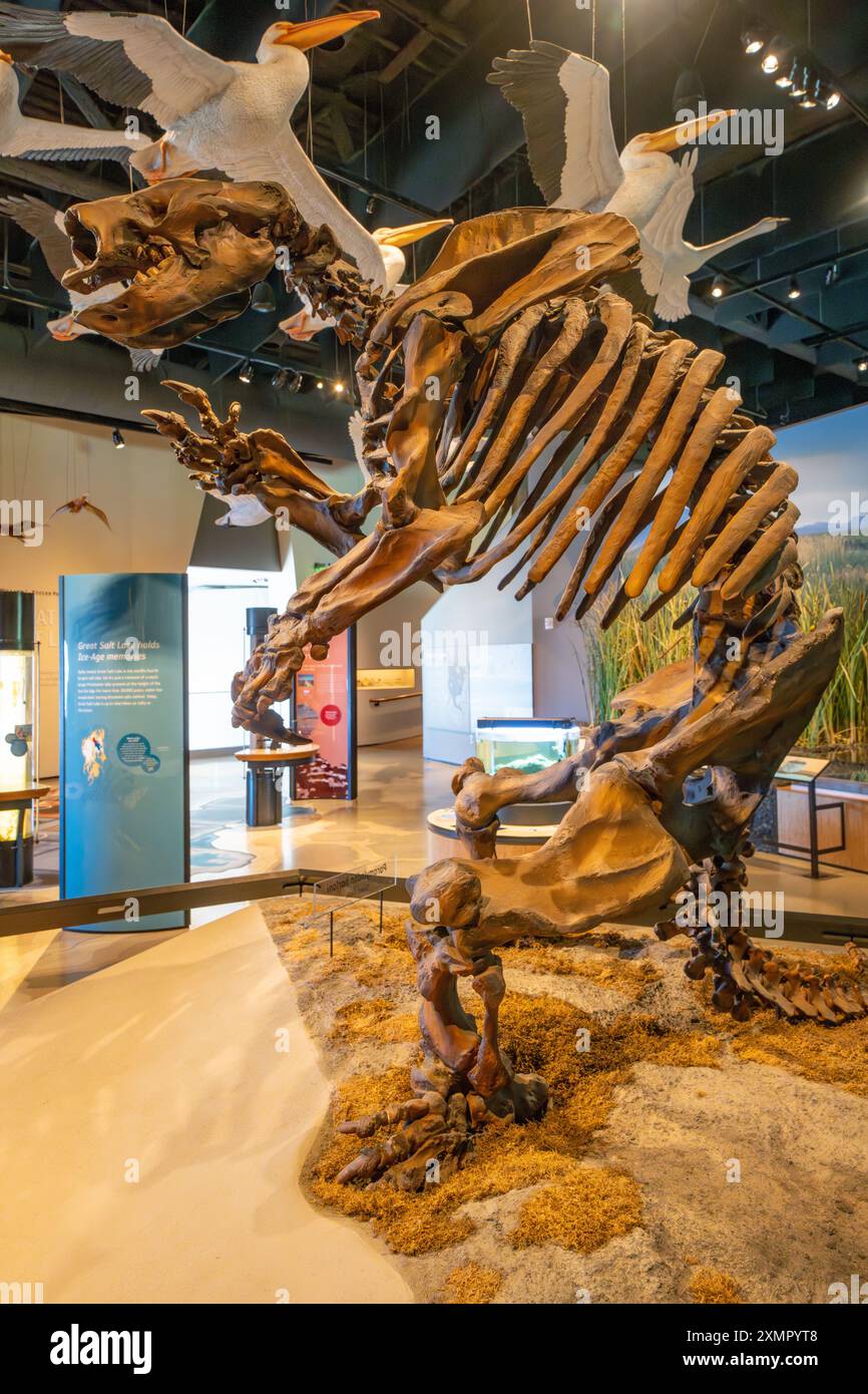 Cast skeleton of a Giant Sloth, Paramylodon harlani, in the Natural ...