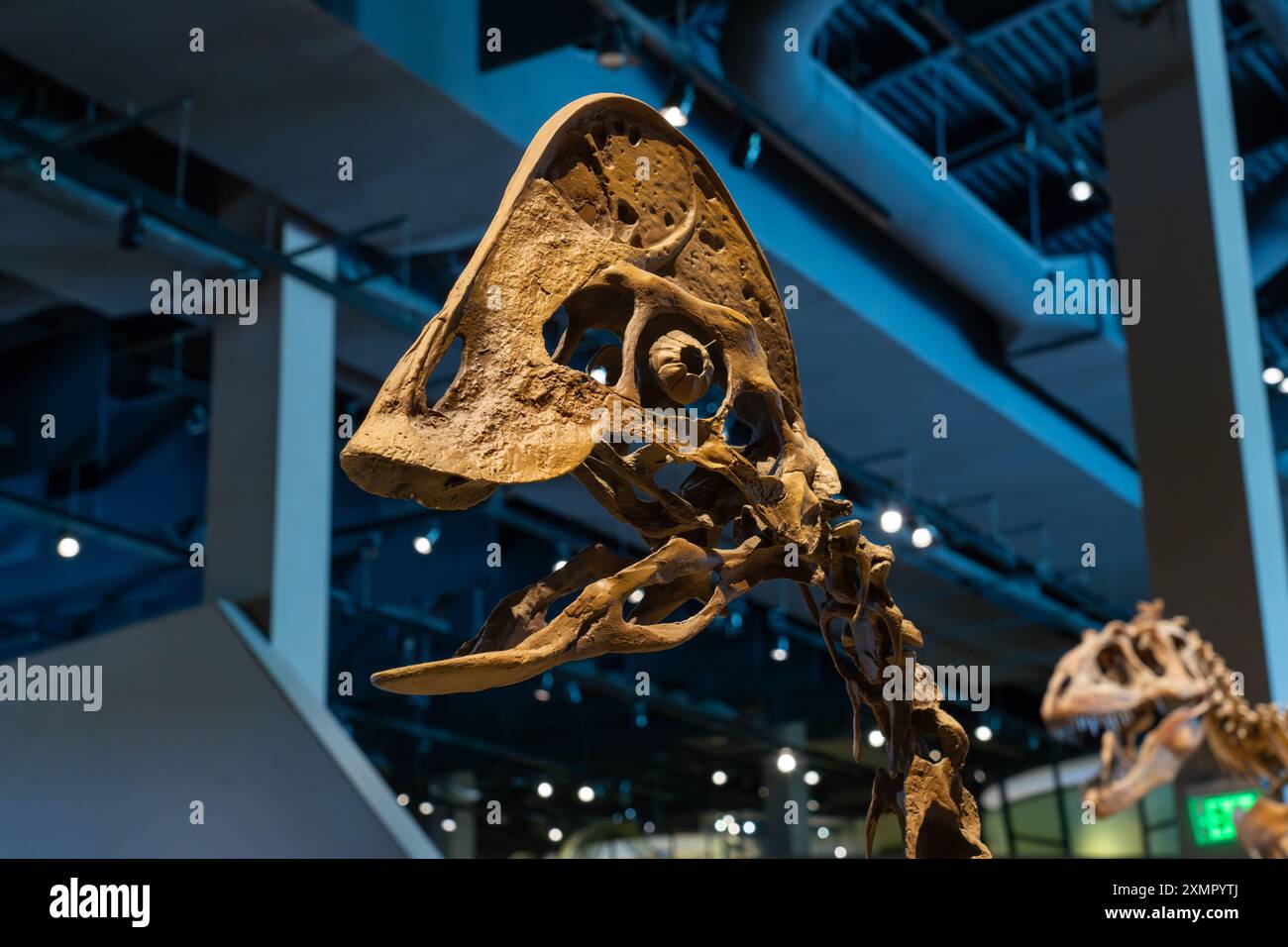 Skeleton cast of Hagryphus giganteus, an oviraptorosaur dinosaur, in ...