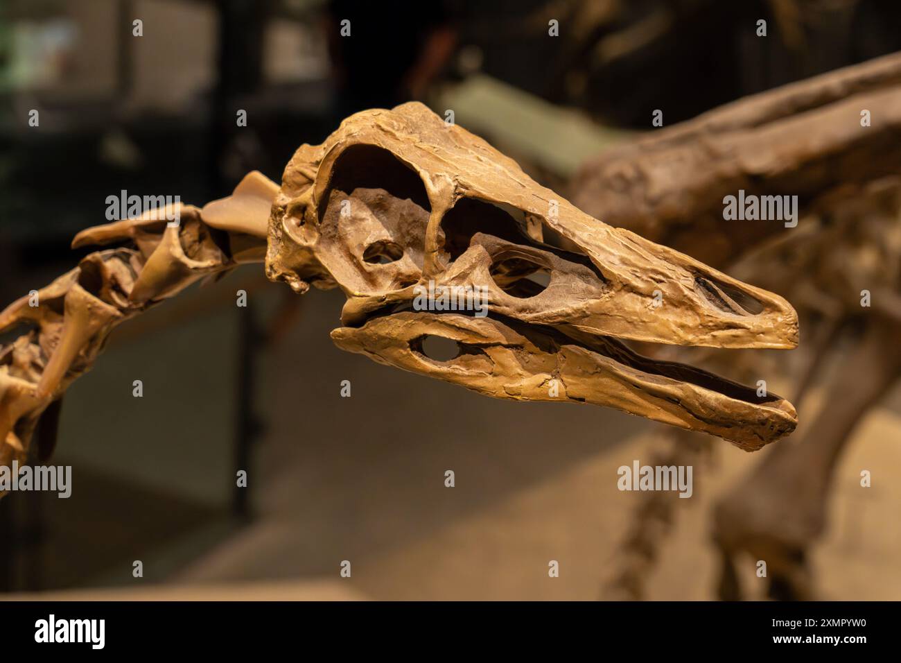 Animal skull mimic hi-res stock photography and images - Alamy
