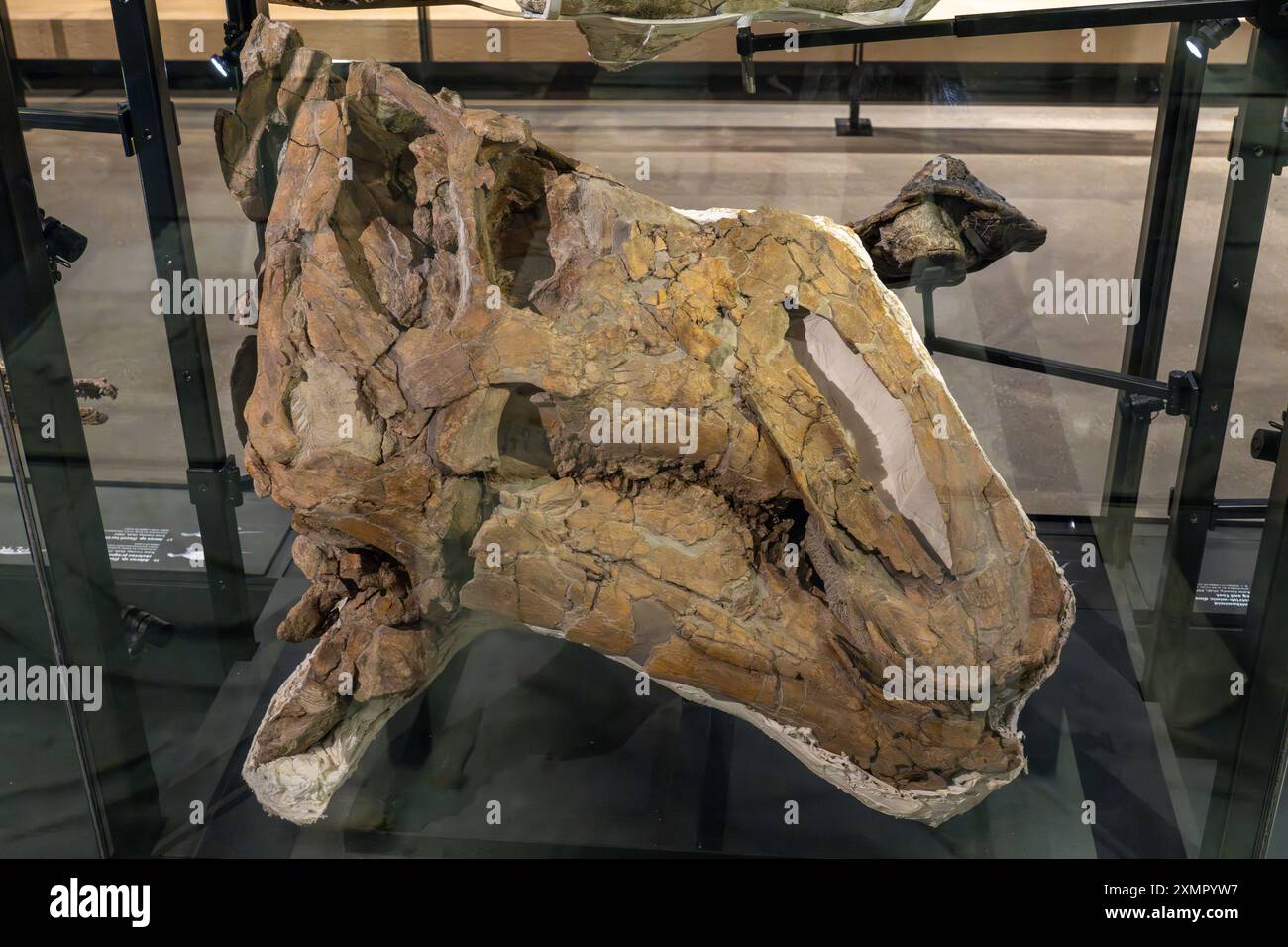 Gryposaurus monumentensis hi-res stock photography and images - Alamy