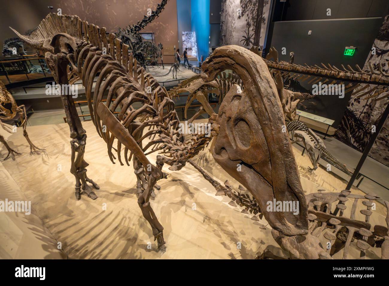 Parasaurolophus cyrtocristatus, a hadrosuarid "duck-billed" dinosaur ...