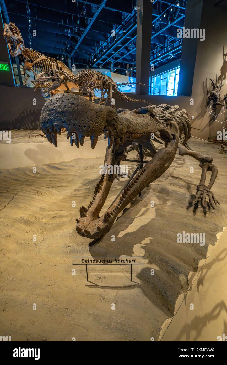 Skeleton cast of Deinasuchus hatcheri, a giant crocodile, in the ...
