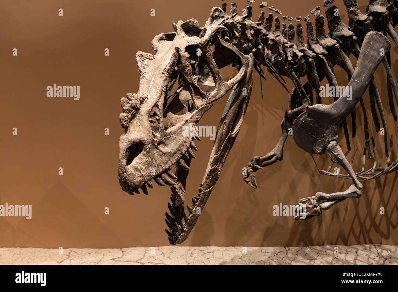 Ceratosaurus skeleton hi-res stock photography and images - Alamy