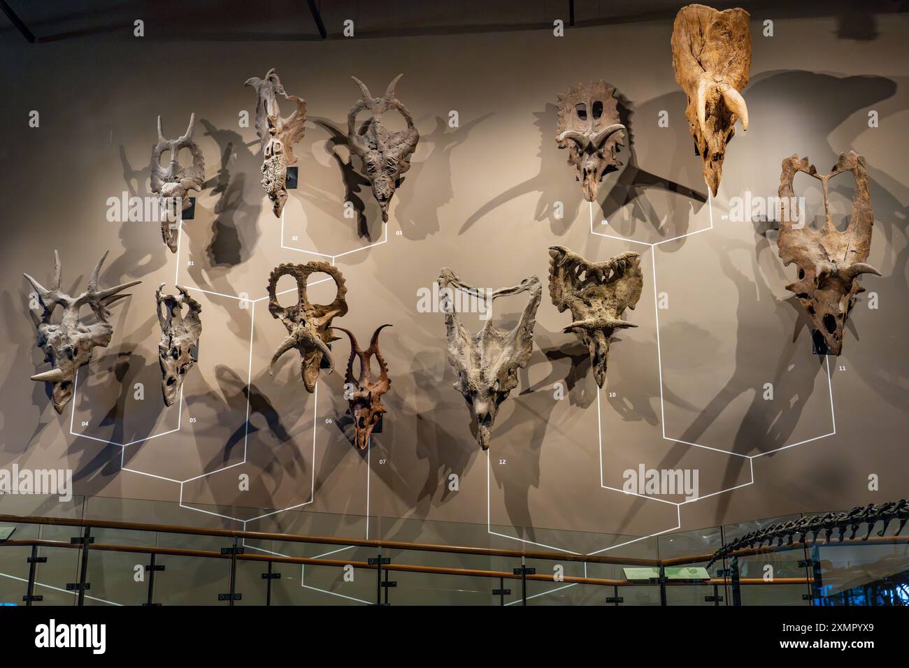 A wall of reconstructed skull casts of various ceratopsid dinosaurs in ...