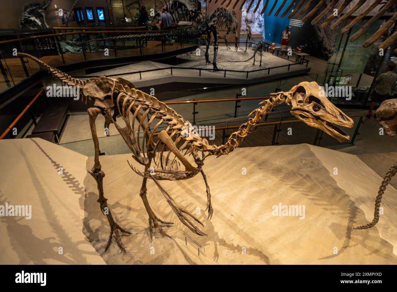Ostrich skeleton display hi-res stock photography and images - Alamy