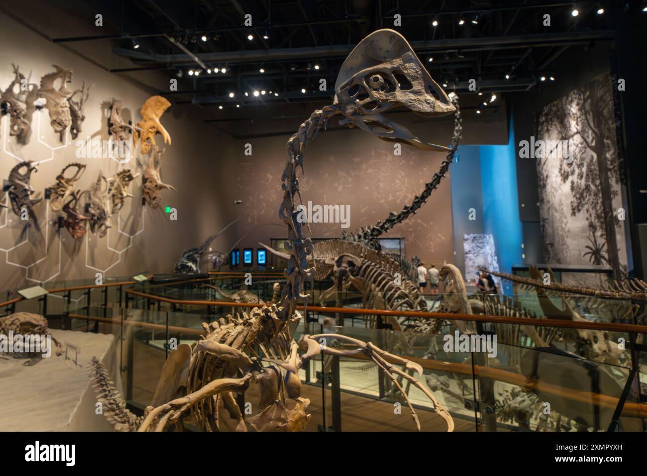 Oviraptorosaur hi-res stock photography and images - Alamy